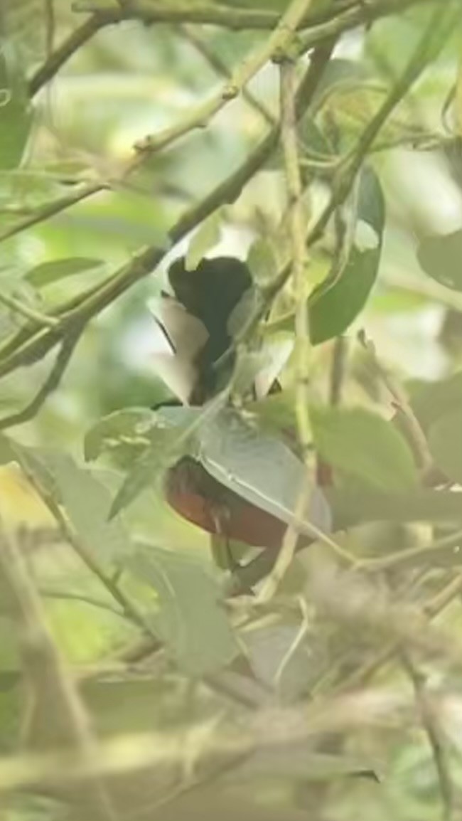 eBird Checklist - 29 Jul 2024 - Pine Lake Park & Stern Grove - 20 species (+1 other taxa)