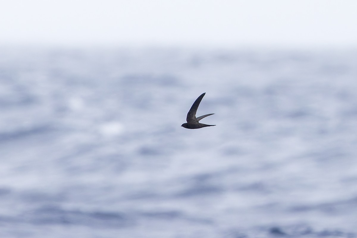 eBird Checklist - 28 Jun 2024 - Entre a Madeira e Porto Santo (saídas ...