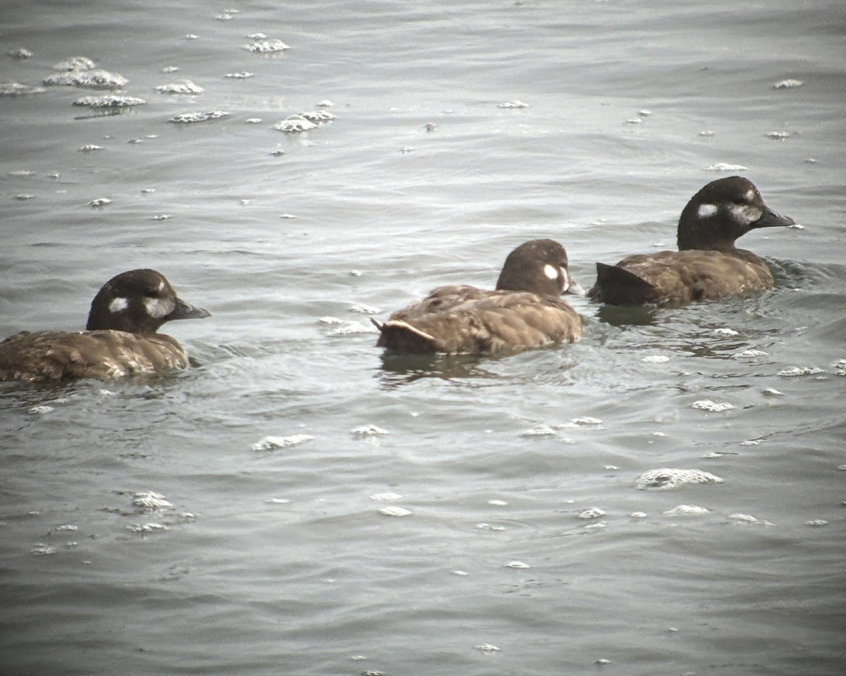 eBird Checklist - 29 Jul 2024 - Castle Rock NWR - 19 species