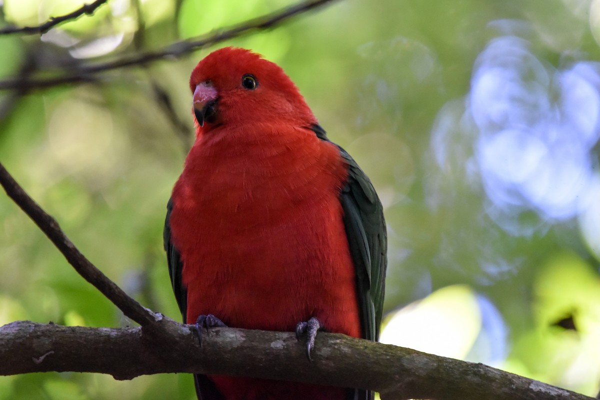 eBird Checklist - 30 Jul 2024 - O'Reilly's Rainforest Retreat - 24 species