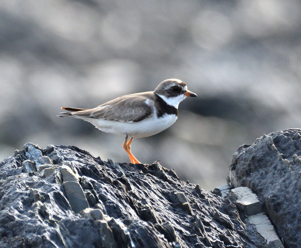 eBird Checklist - 30 Jul 2024 - Suivi HIFB - rue du Phare, Pointe-au ...