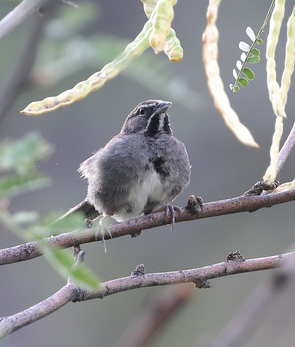 eBird Checklist - 30 Jul 2024 - Montosa Canyon--km 1 (culvert area ...