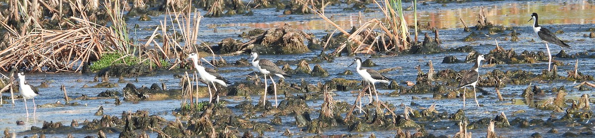 eBird Checklist - 30 Jul 2024 - Pelican Island NWR - 26 species