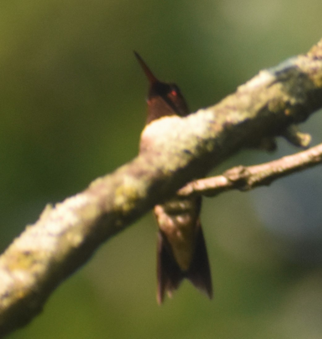 eBird Checklist - 30 Jul 2024 - Lyman Woods Forest Preserve - 35 ...