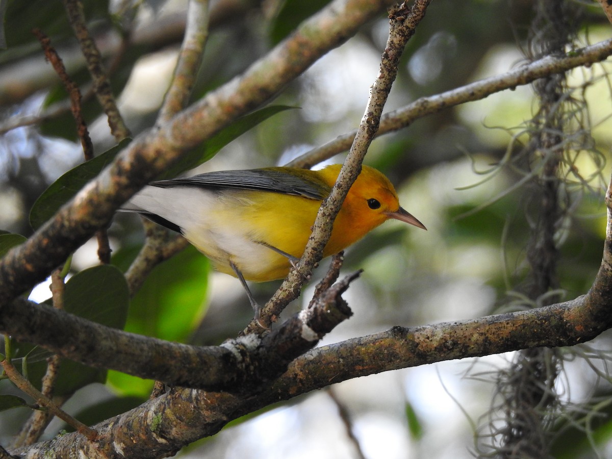 ML622009060 - Prothonotary Warbler - Macaulay Library