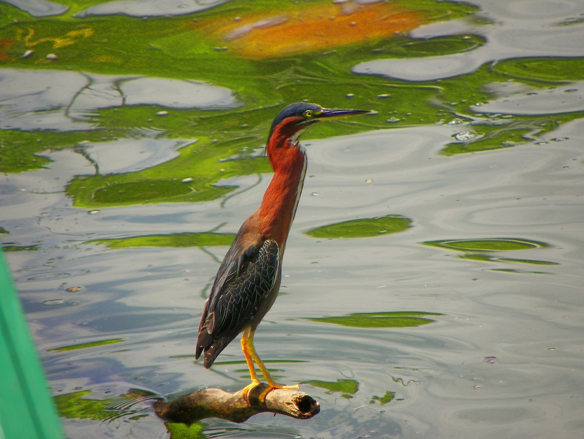 eBird Checklist - 30 Jul 2010 - Lago Dos Bocas--Rte. 612 access - 1 species