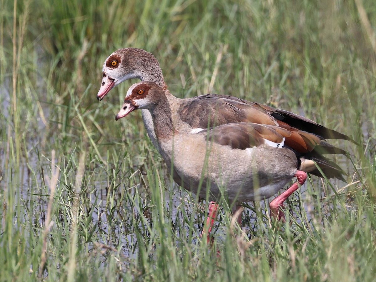 eBird Checklist - 19 Jun 2024 - Murchison Falls NP--Pakuba - 60 species