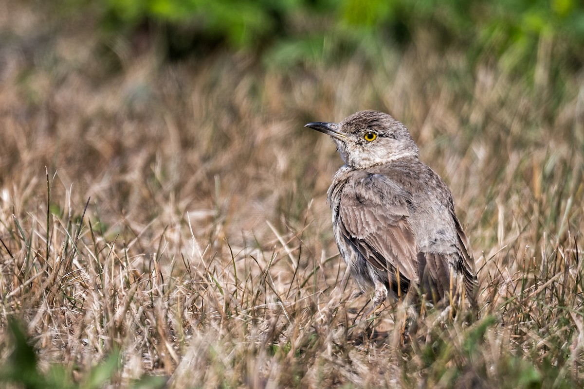 eBird Checklist - 30 Jul 2024 - Longue-Pointe-de-Mingan - 1 species