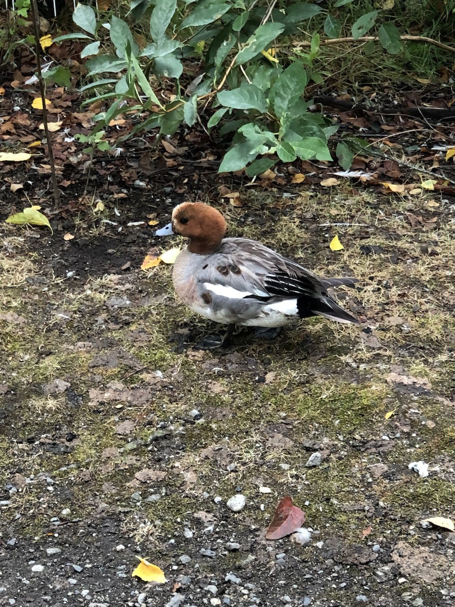 eBird Checklist - 30 Jul 2024 - Reifel Bird Sanctuary - 41 species