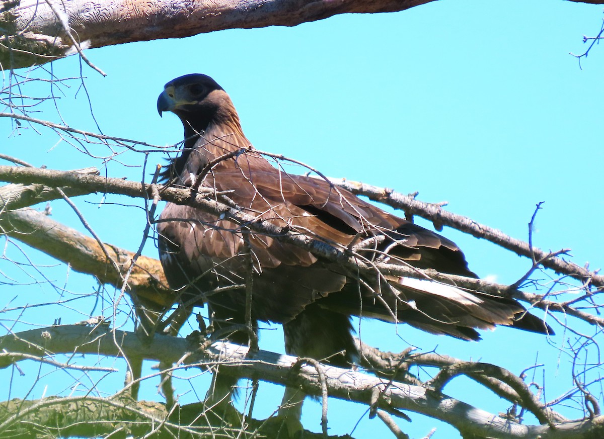 eBird Checklist - 30 Jul 2024 - Jasper Ridge 'Ootchamin 'Ooyakma ...