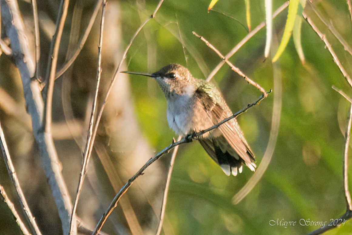 eBird Checklist - 30 Jul 2024 - Hagerman NWR - 46 species