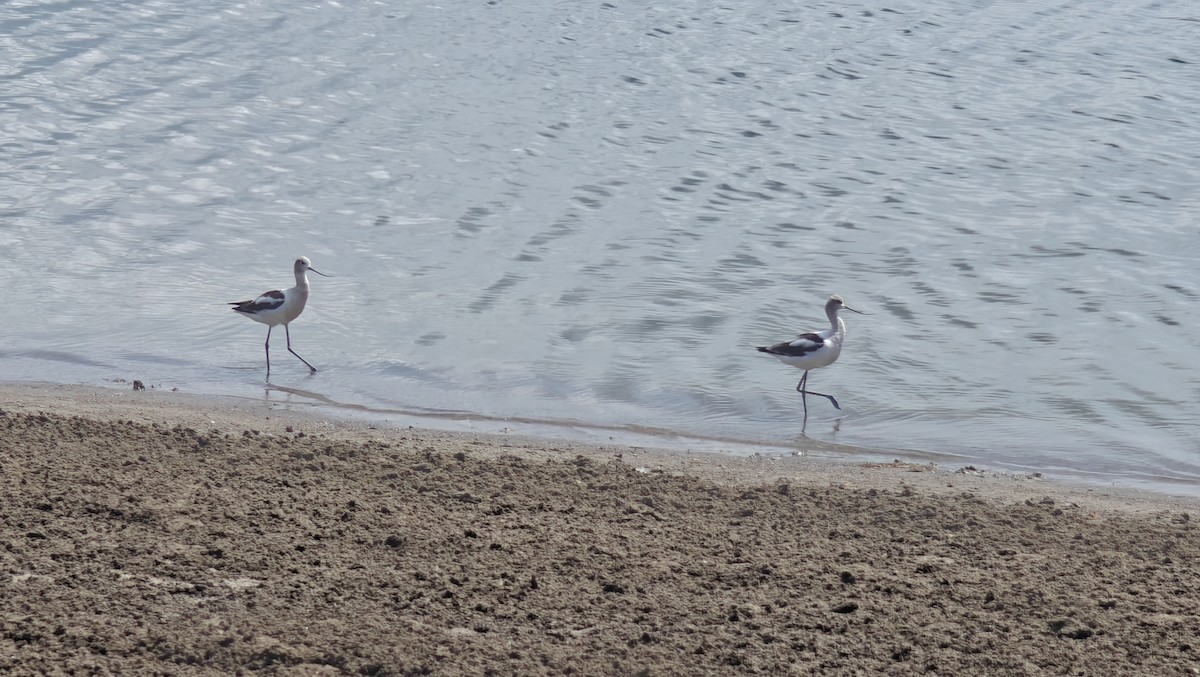 eBird Checklist - 30 Jul 2024 - Caesar Creek SP--Beach Area - 2 species