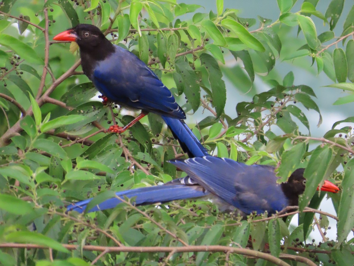 ML622029784 - Taiwan Blue-Magpie - Macaulay Library