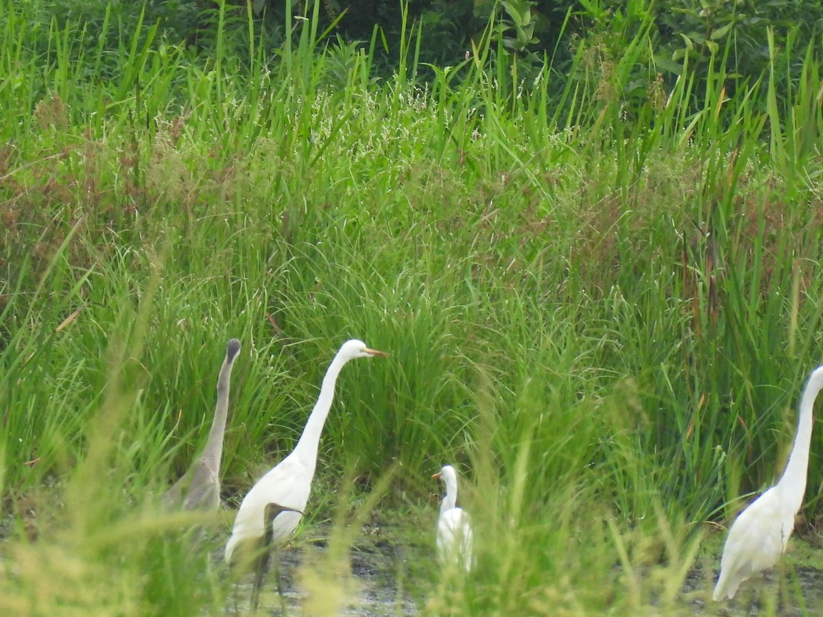 eBird Checklist - 31 Jul 2024 - Wallkill River NWR--Liberty Marsh (NY ...
