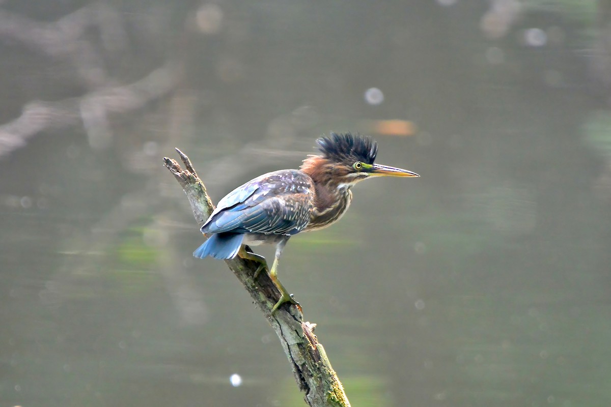 eBird Checklist - 31 Jul 2024 - Ashby Pond Conservancy Site - 19 species