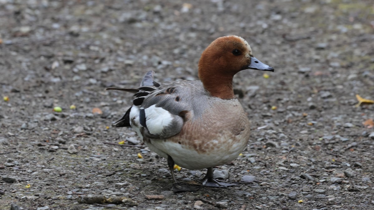 eBird Checklist - 31 Jul 2024 - Reifel Bird Sanctuary - 42 species