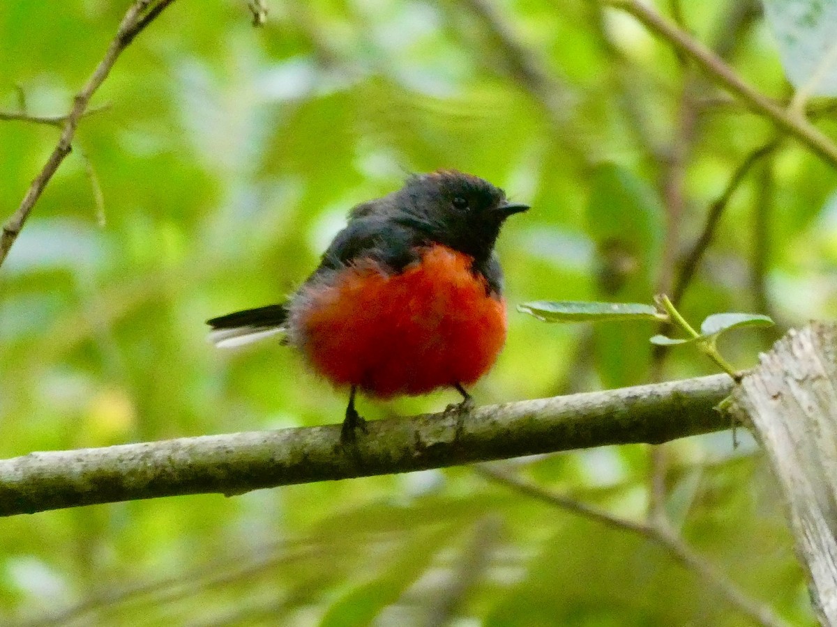 eBird Checklist - 31 Jul 2024 - UBIF official use only Pine Lake ...