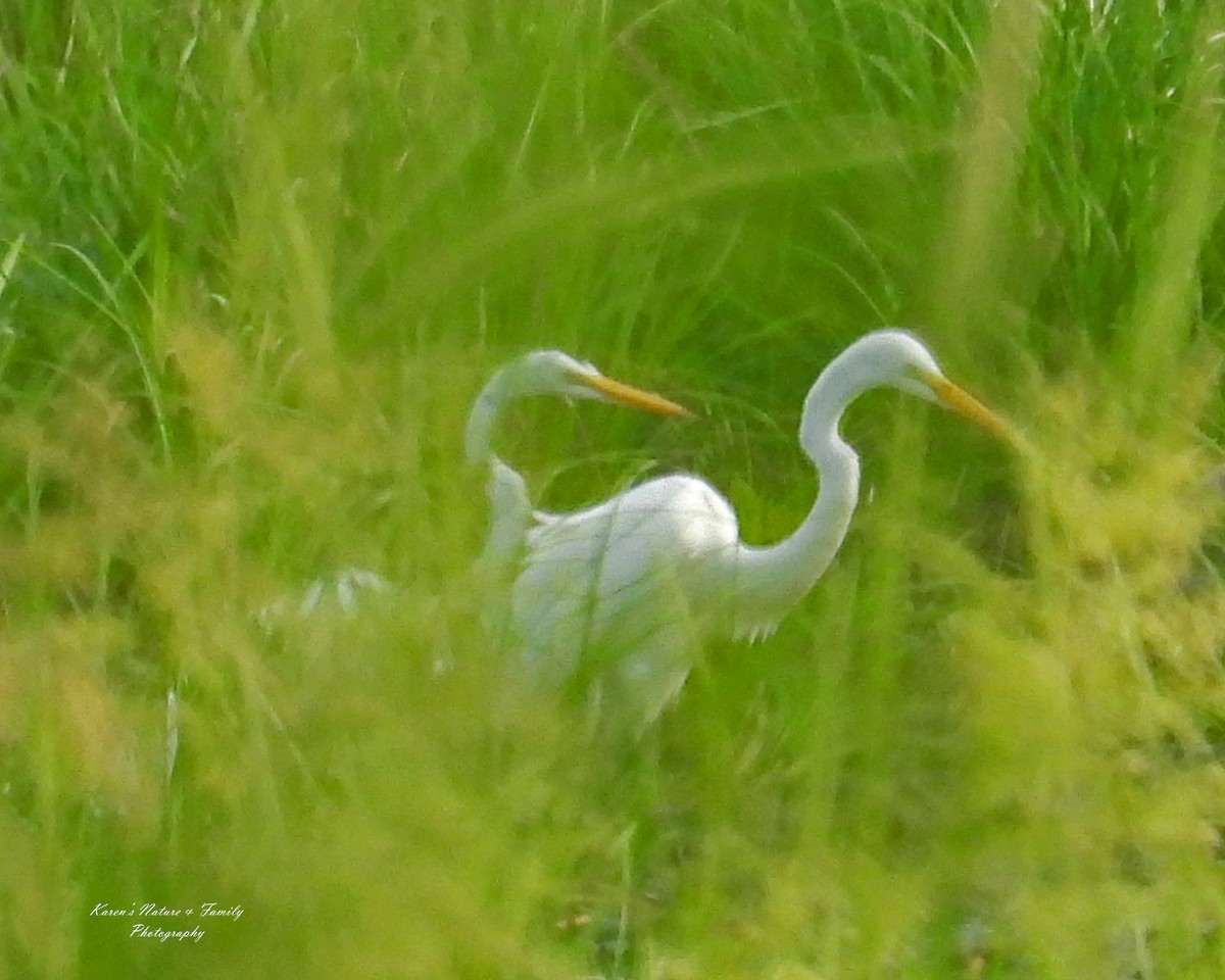 eBird Checklist - 31 Jul 2024 - Wallkill River NWR--Liberty Marsh (NY ...
