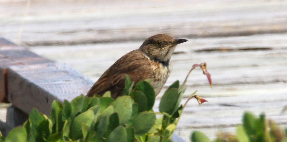 eBird Checklist - 31 Jul 2024 - Promenade, Longue-Pointe-de-Mingan - 10 ...