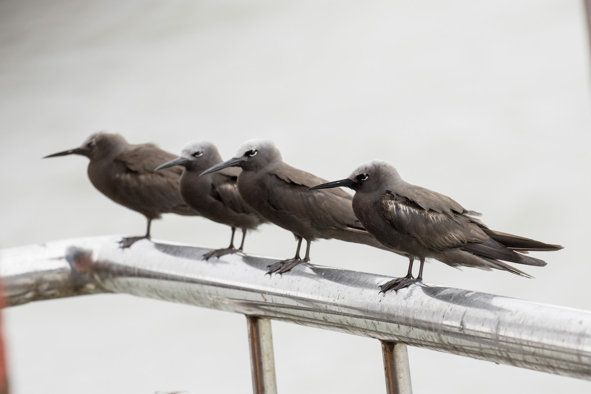 ML622060520 - Lesser Noddy - Macaulay Library