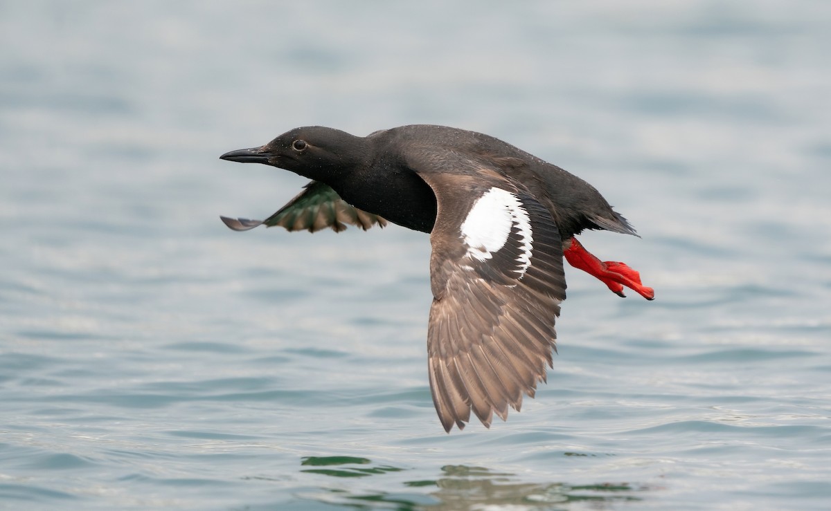 eBird Checklist - 31 Jul 2024 - Pillar Point Harbor - 11 species