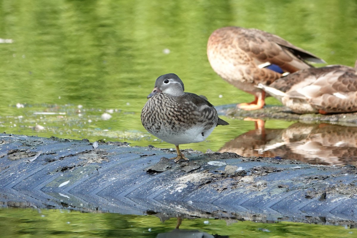 eBird Checklist - 1 Aug 2024 - Strines Mill Ponds - 15 species