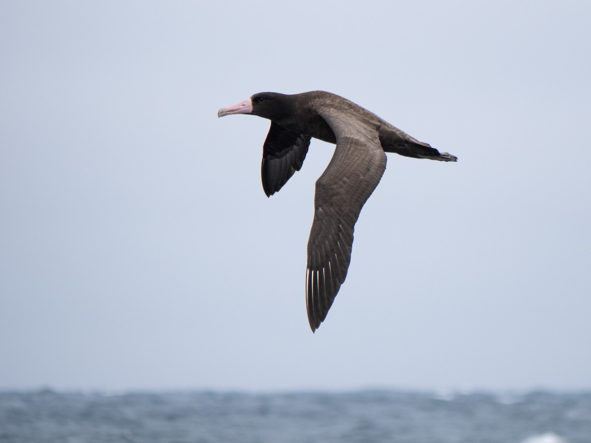 ML622070865 - Short-tailed Albatross - Macaulay Library