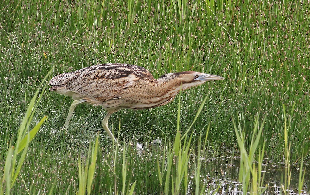 ML622077393 - Eurasian Bittern - Macaulay Library