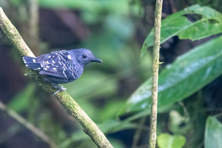 Common Scale-backed Antbird (Common Scale-backed) - eBird