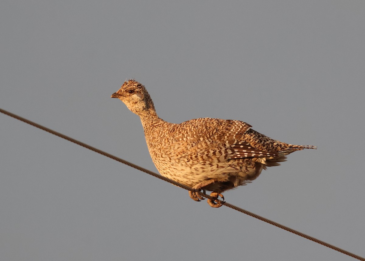 eBird Checklist - 27 Jul 2024 - 30897 County Road X, Lyman, Nebraska ...