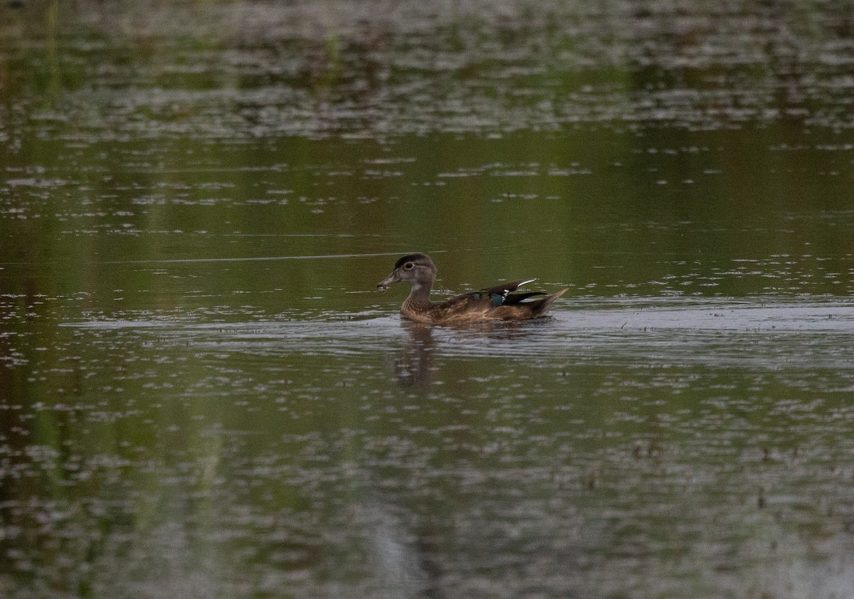 eBird Checklist - 1 Aug 2024 - Banner Marsh FWA-- East Access (Peoria ...