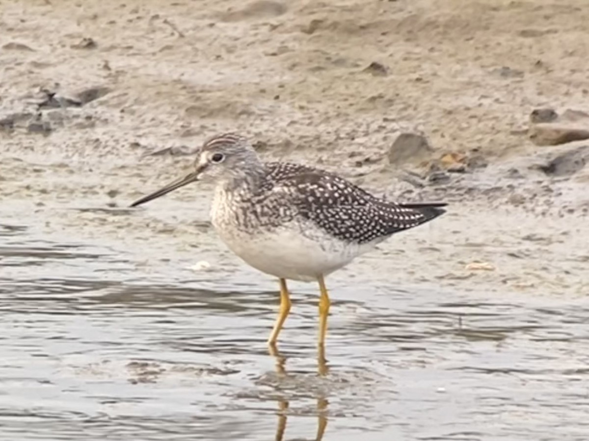 eBird Checklist - 1 Aug 2024 - Port Hardy--Quatse River Estuary Trail ...