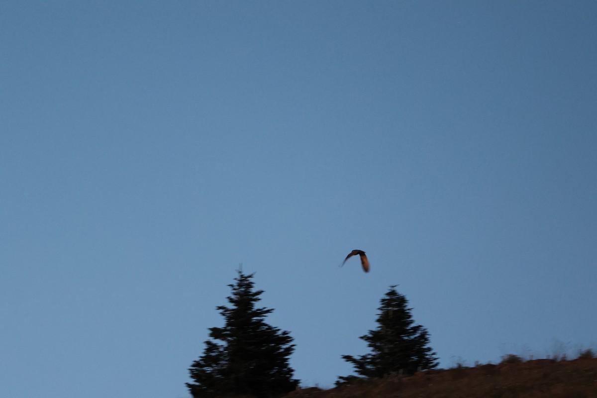 ML622088777 - Long-eared Owl - Macaulay Library