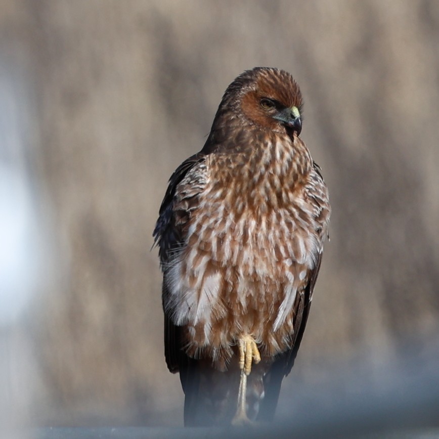 eBird Checklist - 2 Aug 2024 - 2620, Environa AU-NSW -35.39091, 149. ...