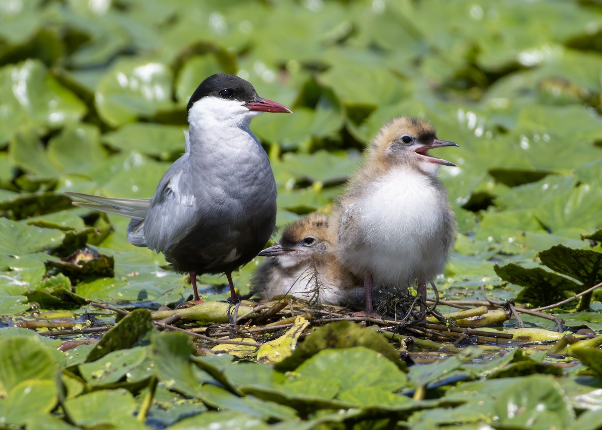 ML622090323 - Whiskered Tern - Macaulay Library