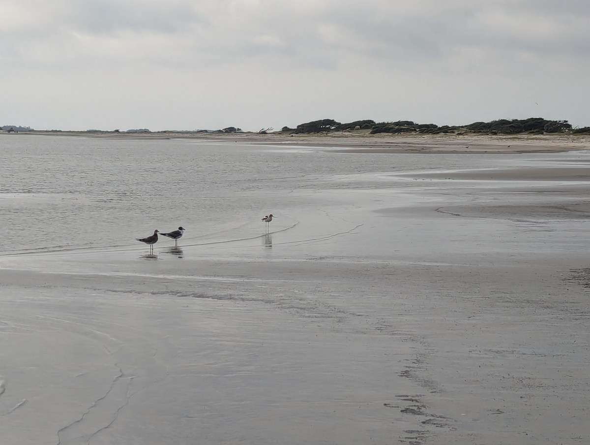eBird Checklist - 2 Aug 2024 - Cedar Island Ferry Terminal - 33 species