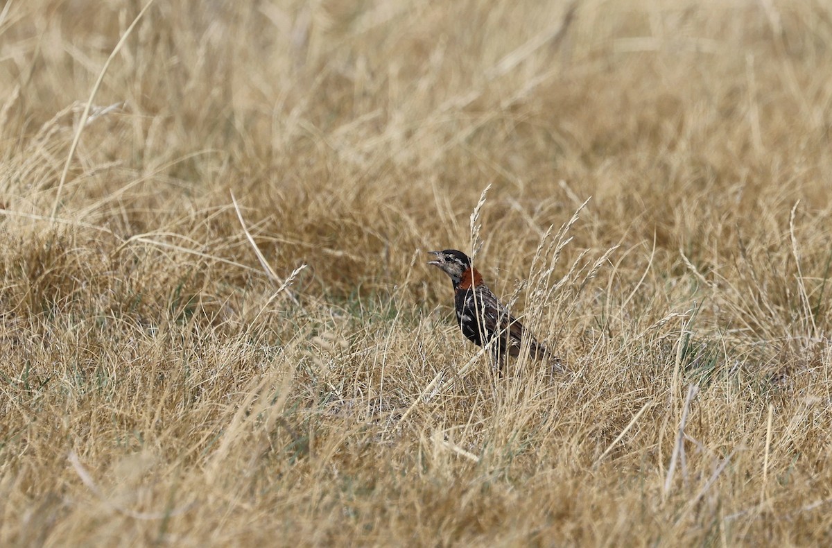 eBird Checklist - 28 Jul 2024 - Murphys Road, Mitchell, Nebraska, US ...