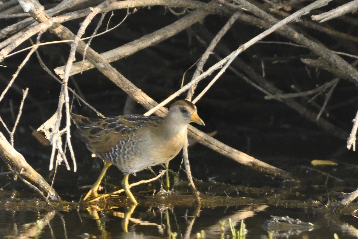 eBird Checklist - 2 Aug 2024 - Blacks Creek Bird Reserve - 37 species