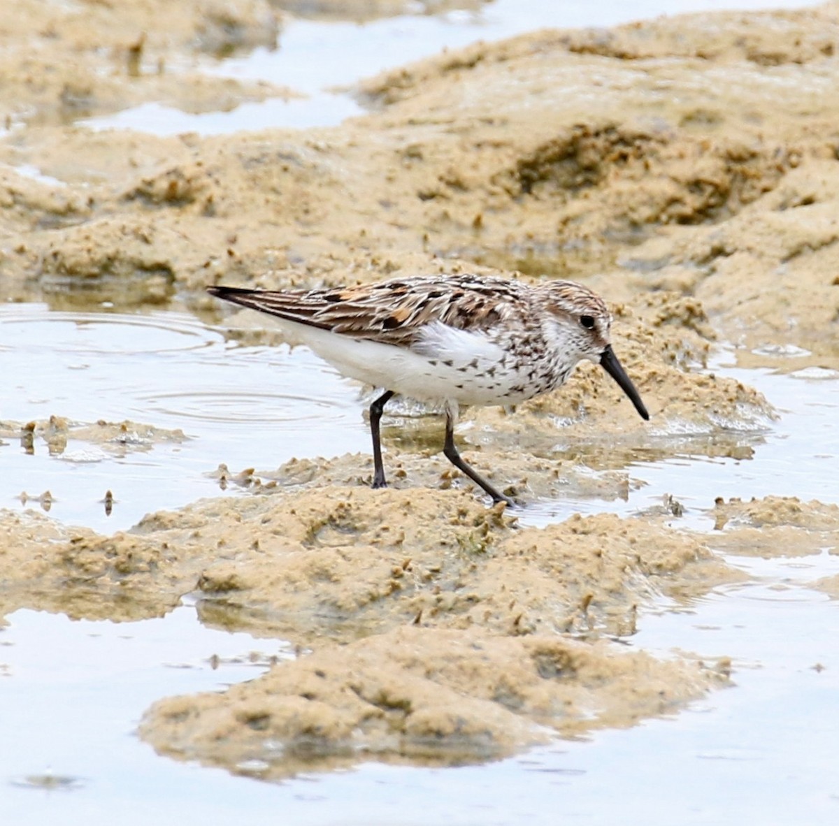 ML622117092 - Western Sandpiper - Macaulay Library