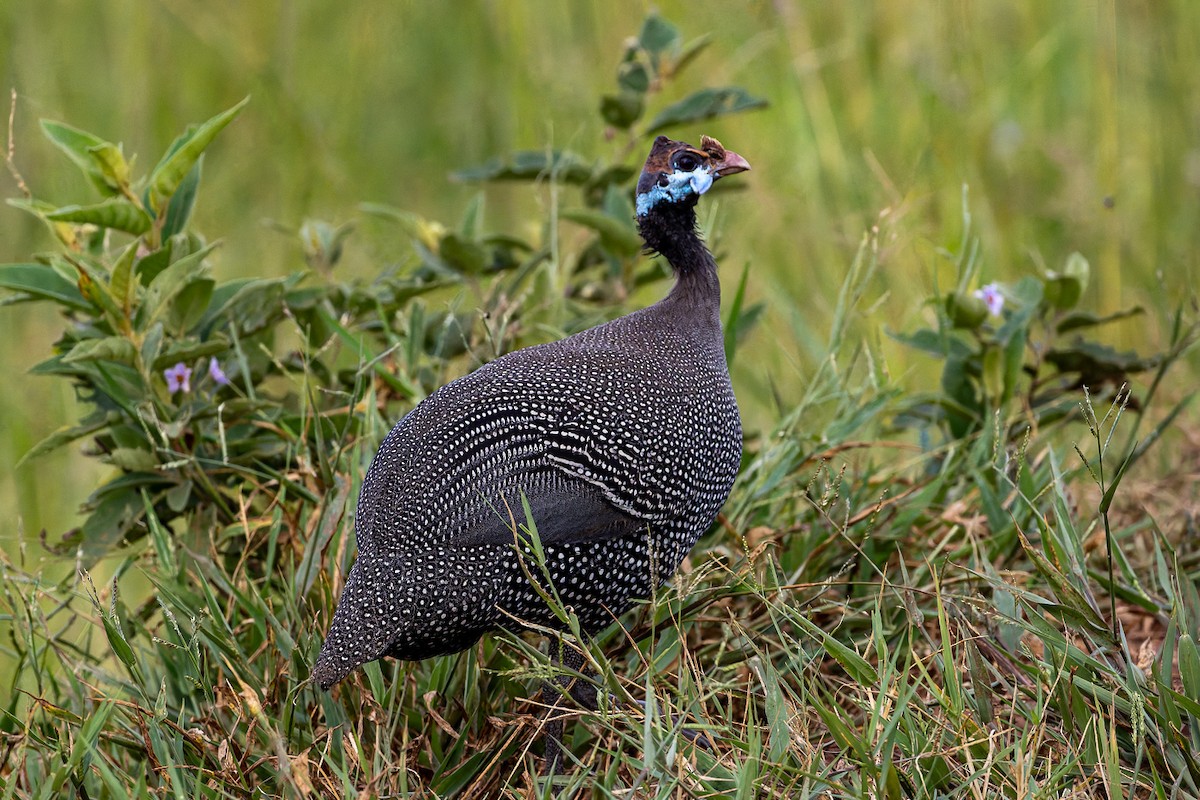 eBird Checklist - 12 Jul 2024 - Kidepo Valley National Park, Dodoth UG ...