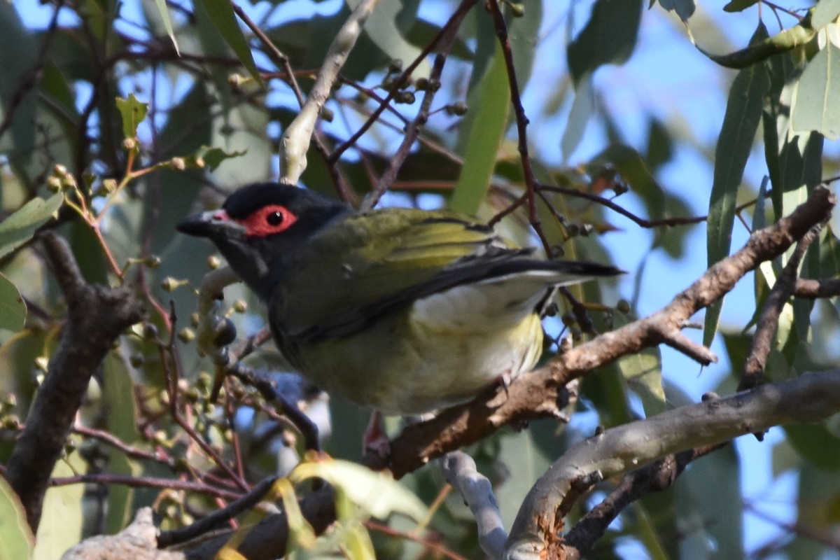 eBird Checklist - 3 Aug 2024 - Macquarie River - Ollie Robbins Oval ...