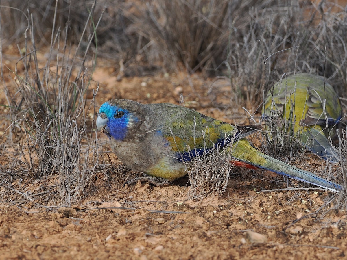 eBird Checklist - 3 Aug 2024 - Koonalda Homestead - 17 species