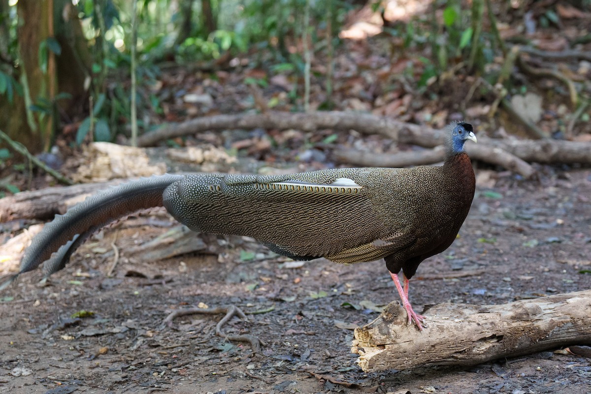 ML622123992 - Great Argus - Macaulay Library