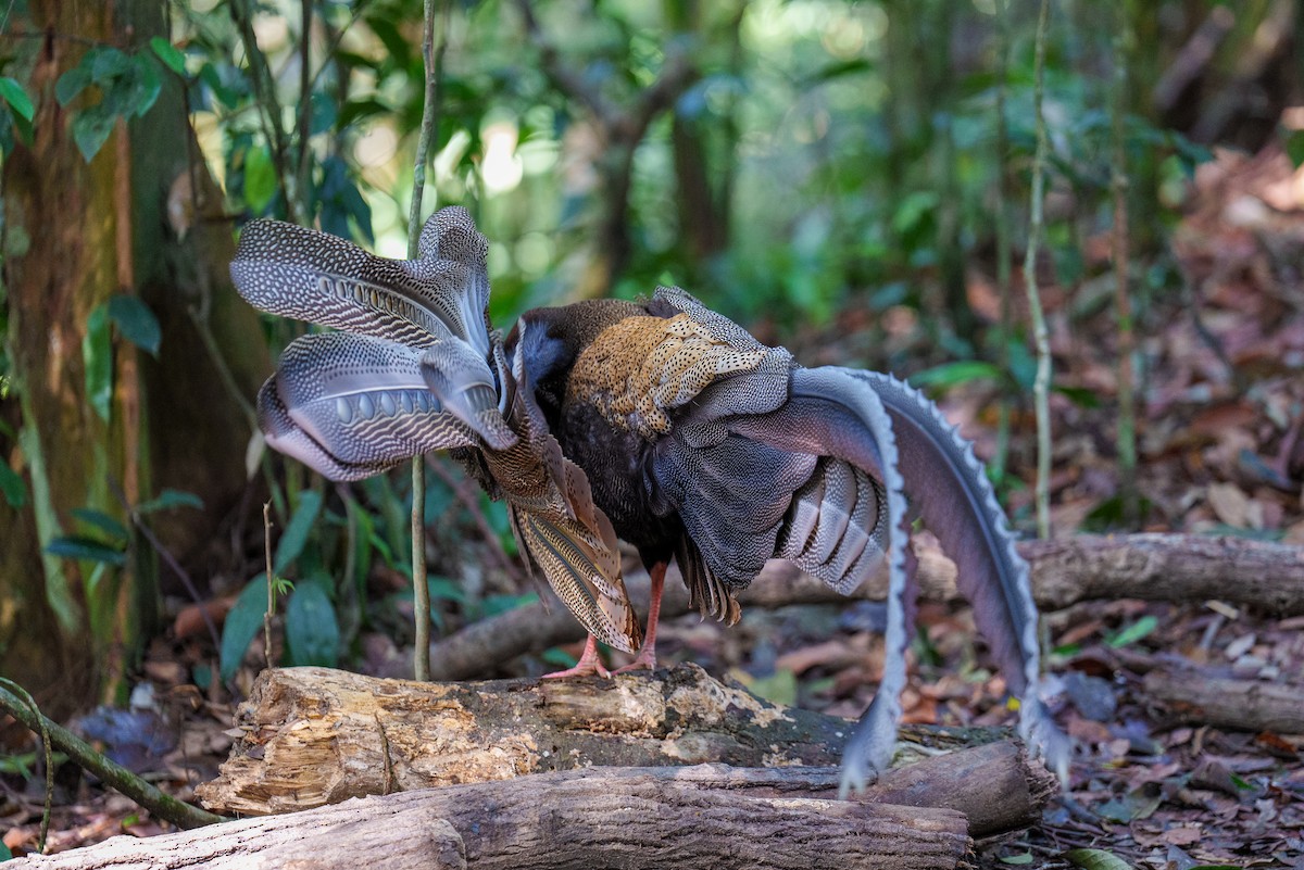 ML622123995 - Great Argus - Macaulay Library