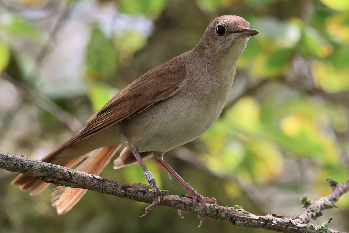 ML622129496 - Common Nightingale - Macaulay Library