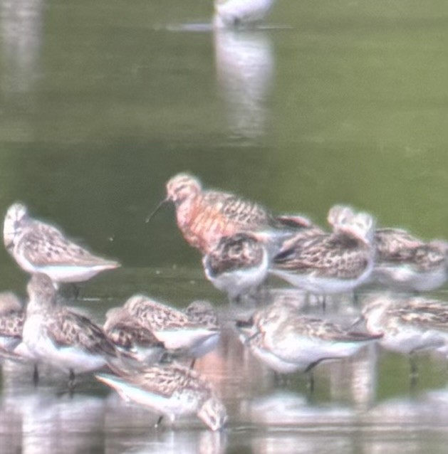 eBird Checklist - 3 Aug 2024 - Bombay Hook NWR--Raymond Pool - 37 species