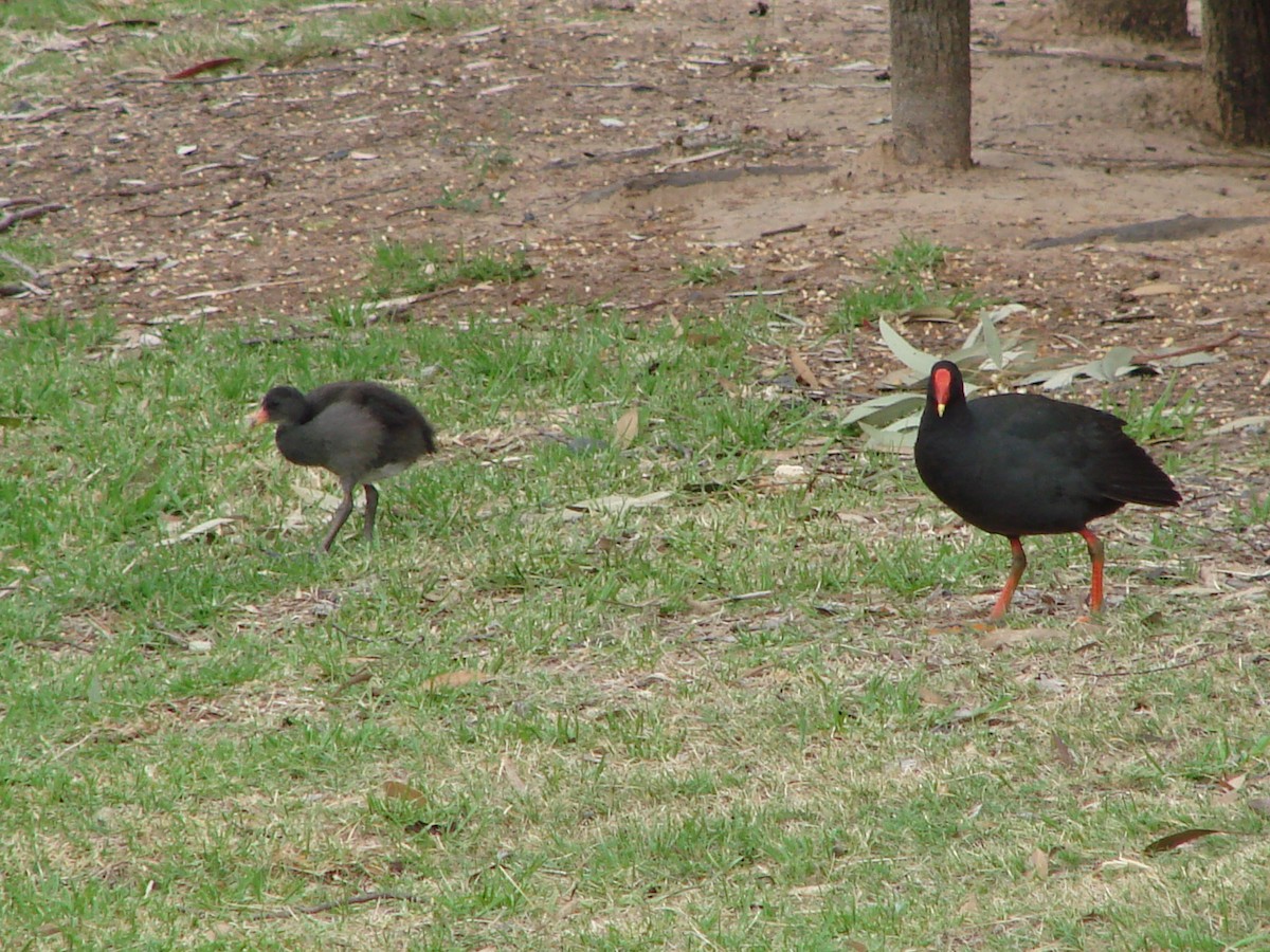 eBird Checklist - 26 Nov 2010 - Western Plains Zoo, Dubbo - 4 species