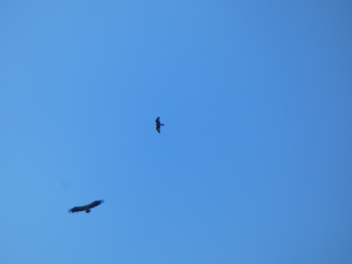 eBird Checklist - 1 Aug 2024 - Ordesa PN--Área general - 23 species
