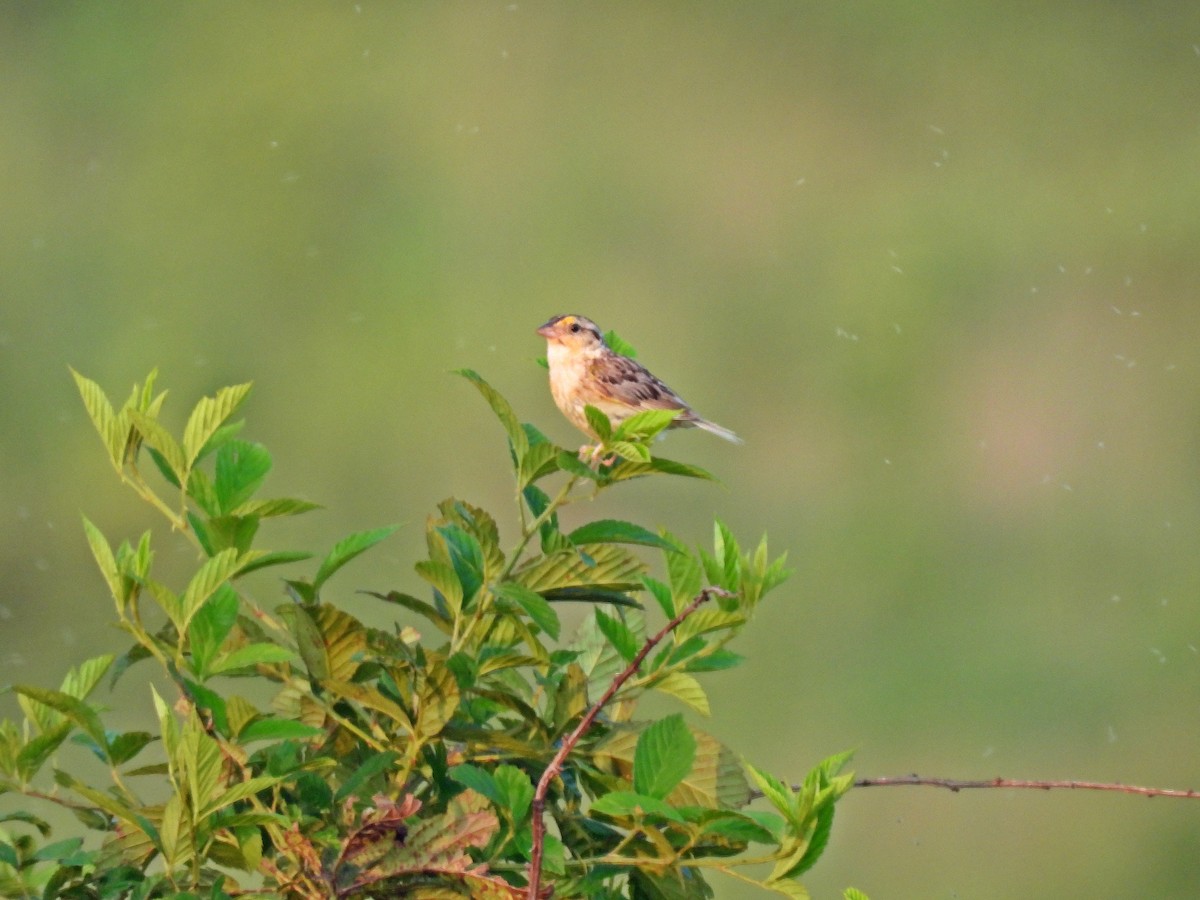 ML622165187 - Grasshopper Sparrow - Macaulay Library