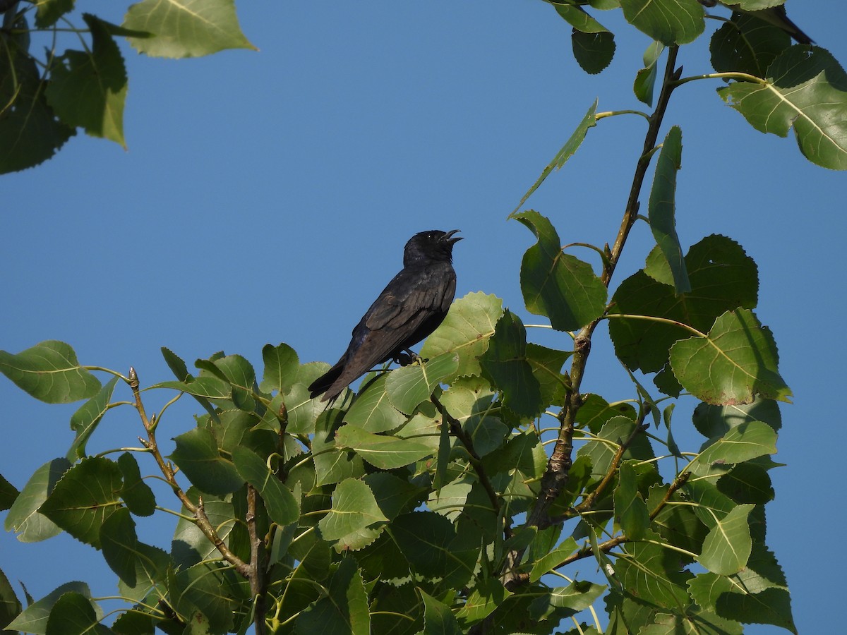 eBird Checklist - 4 Aug 2024 - Prairie Oaks Metro Park--Darby Bend ...